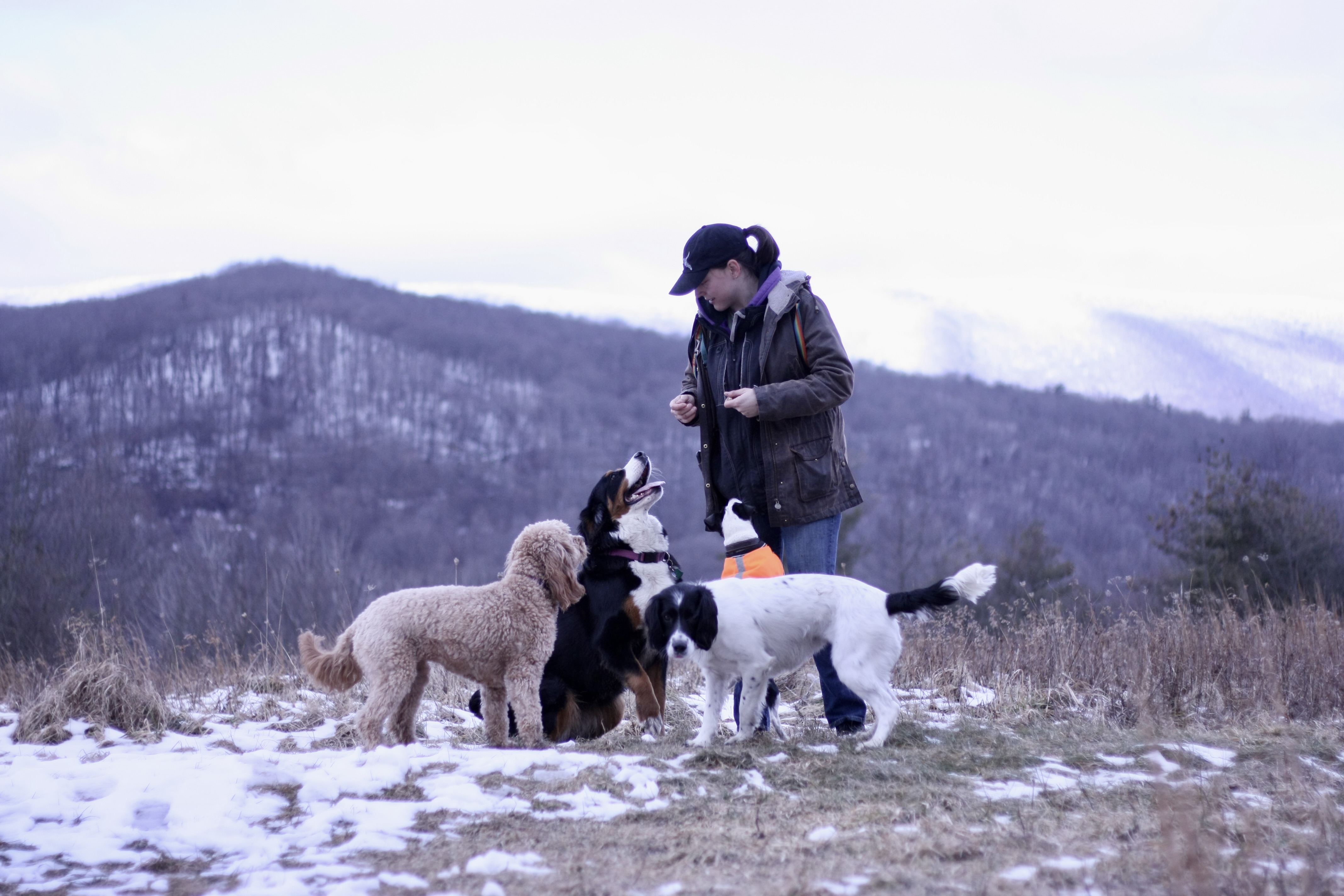 Intuitive Dog Training